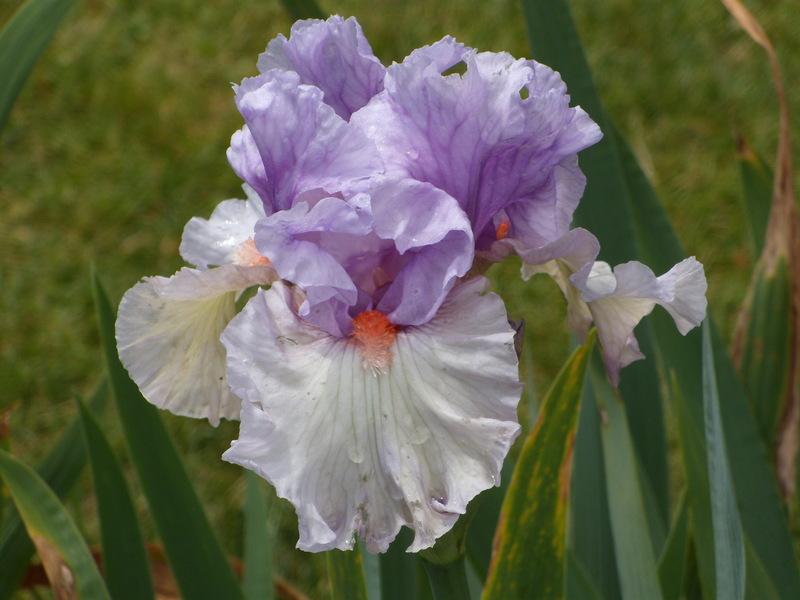 Photo of the bloom of Tall Bearded Iris (Iris 'Belgian Princess') posted by Betja - Garden.org