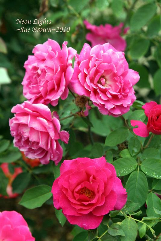 Rose (Rosa 'Neon Lights') in the Roses Database - Garden.org