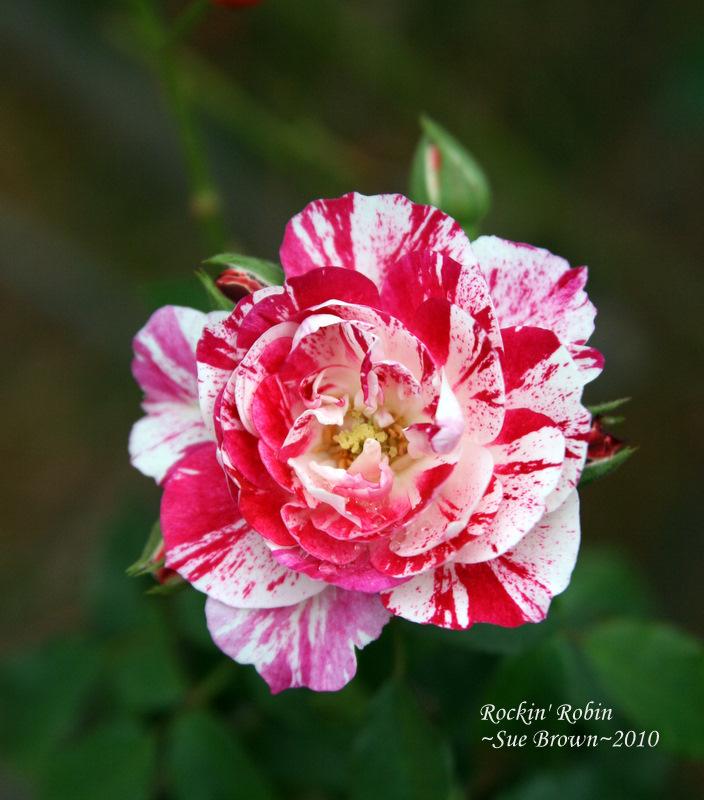 Photo of the bloom of Rose (Rosa 'Rockin' Robin') posted by Calif_Sue ...