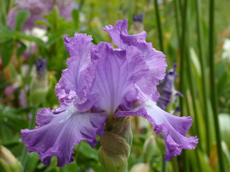 Photo of the bloom of Tall Bearded Iris (Iris 'Enchanted Memory ...