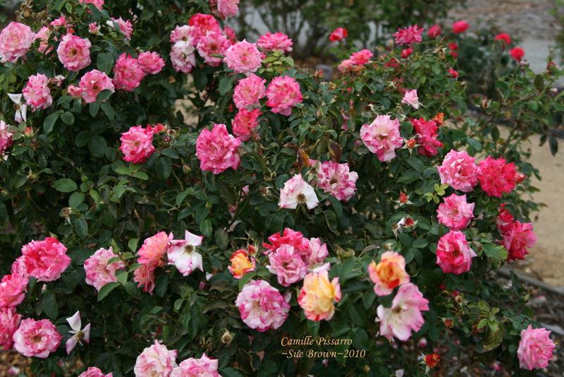 Photo of the entire plant of Rose (Rosa 'Camille Pissarro') posted by ...
