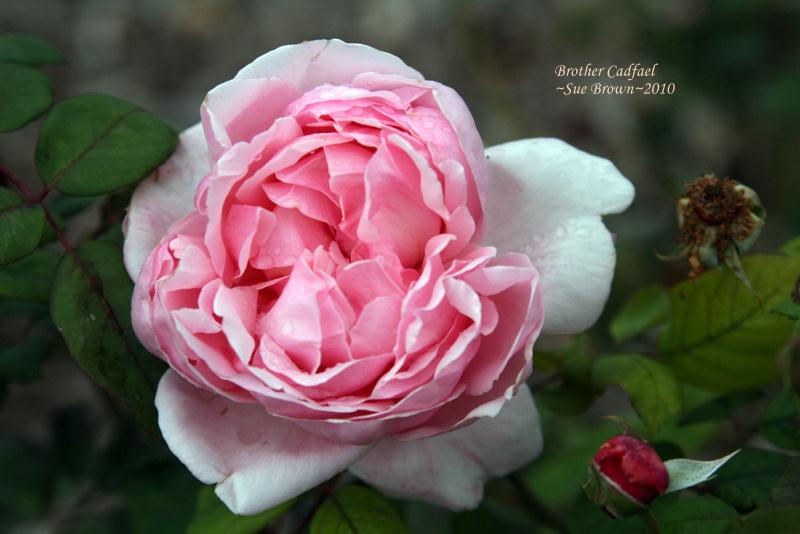Photo of the bloom of Rose (Rosa 'Brother Cadfael') posted by Calif_Sue ...
