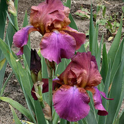 Tall Bearded Iris (Iris 'Coffee Royal') in the Irises Database - Garden.org