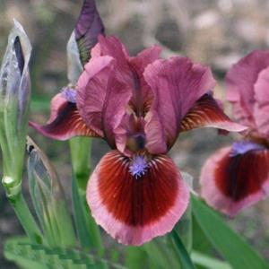 Standard Dwarf Bearded Iris (Iris 'Cat's Eye') in the Irises Database ...