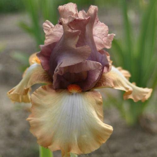 Tall Bearded Iris (Iris 'Color Fusion') in the Irises Database - Garden.org