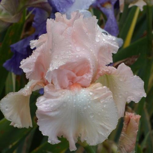 Tall Bearded Iris (Iris 'Dancing in Pink') in the Irises Database ...