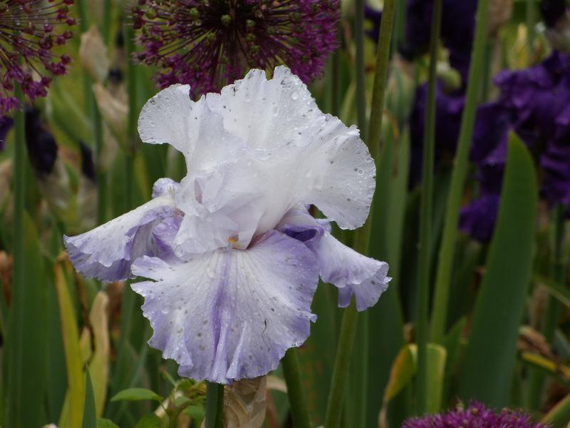 Tall Bearded Iris (Iris 'Alpine Spring') in the Irises Database ...