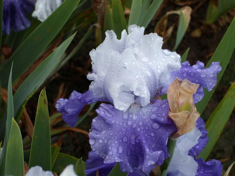 Tall Bearded Iris (Iris 'Laura Buelow') in the Irises Database - Garden.org
