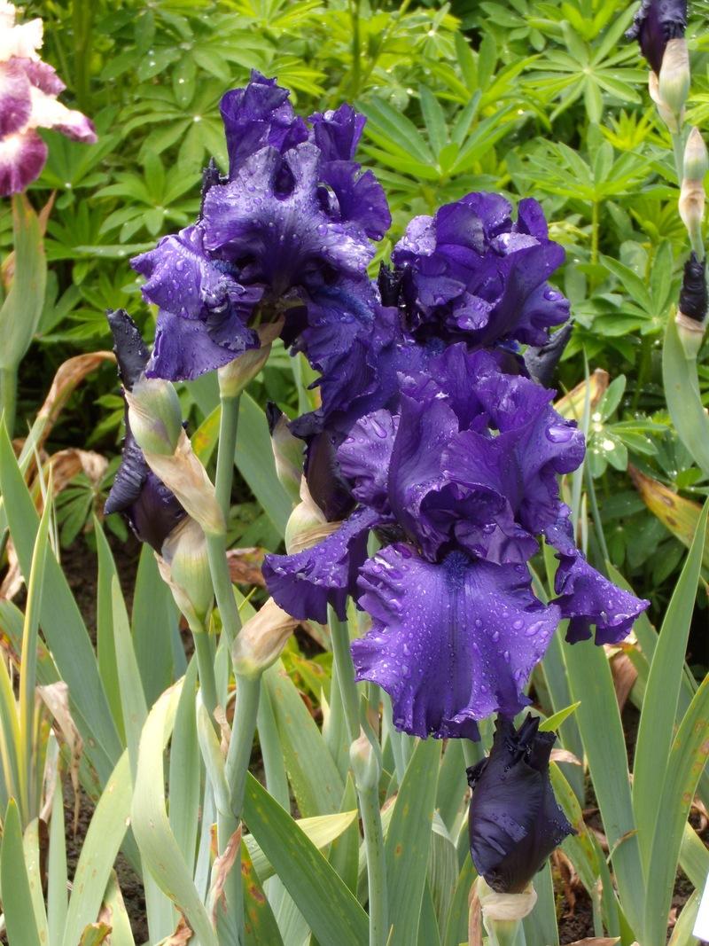 Photo of the bloom of Tall Bearded Iris (Iris 'Dusky Challenger ...