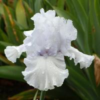 Tall Bearded Iris (Iris 'Uncle Charlie') in the Irises Database ...