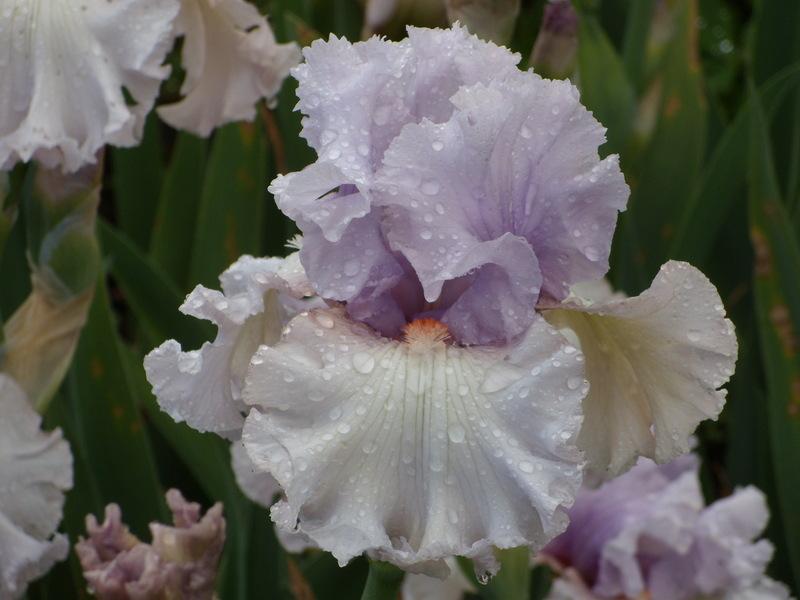 Photo of the bloom of Tall Bearded Iris (Iris 'Paris Fashion') posted ...