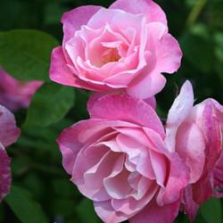 Rose (Rosa 'Simplicity') in the Roses Database - Garden.org