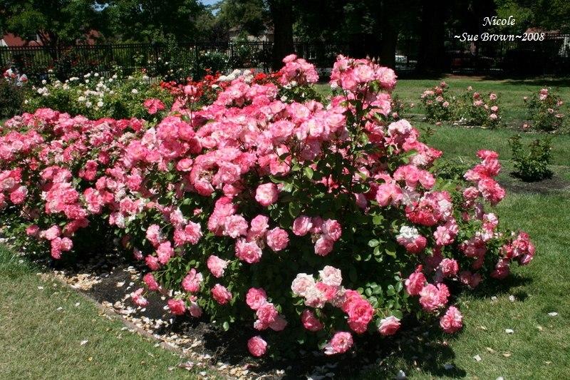 Photo of the entire plant of Rose (Rosa 'Nicole') posted by Calif_Sue ...