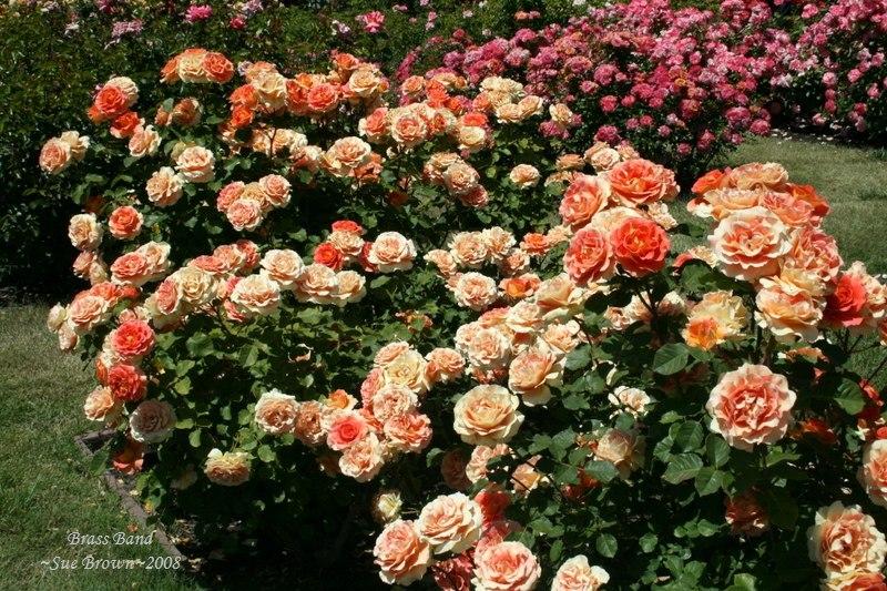 Photo of the entire plant of Rose (Rosa 'Brass Band') posted by Calif ...