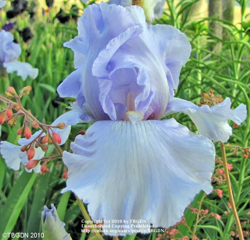 Photo of the bloom of Tall Bearded Iris (Iris 'Clear Morning Sky ...