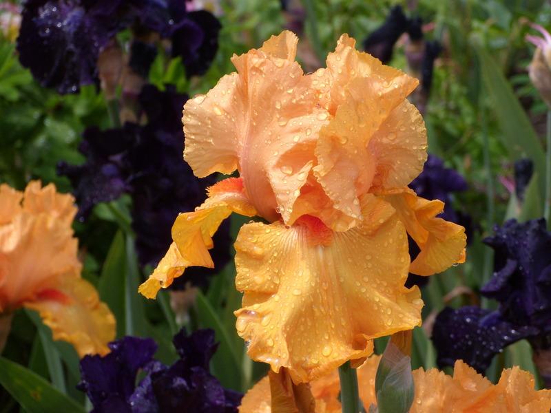 Photo of the bloom of Tall Bearded Iris (Iris 'Magical Glow') posted by ...