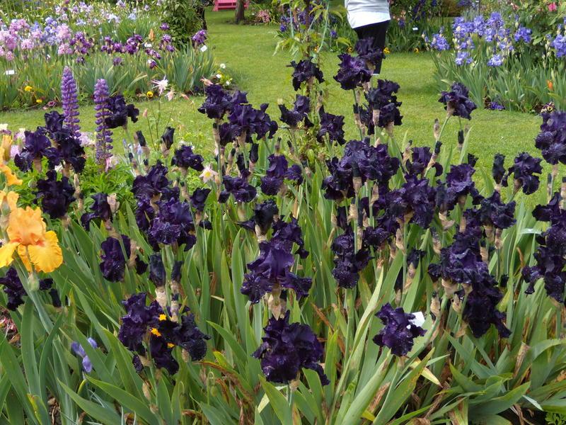 Photo of the bloom of Tall Bearded Iris (Iris 'Obsidian') posted by Betja - Garden.org