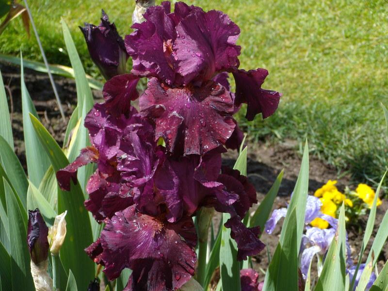 Photo of the bloom of Tall Bearded Iris (Iris 'Ruby Morn') posted by ...