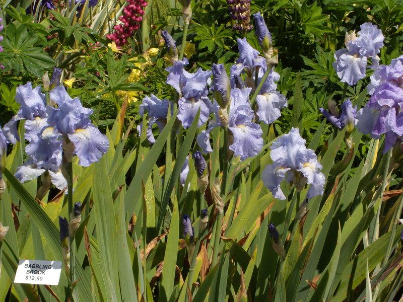 Photo of the bloom of Tall Bearded Iris (Iris 'Babbling Brook') posted by Betja - Garden.org