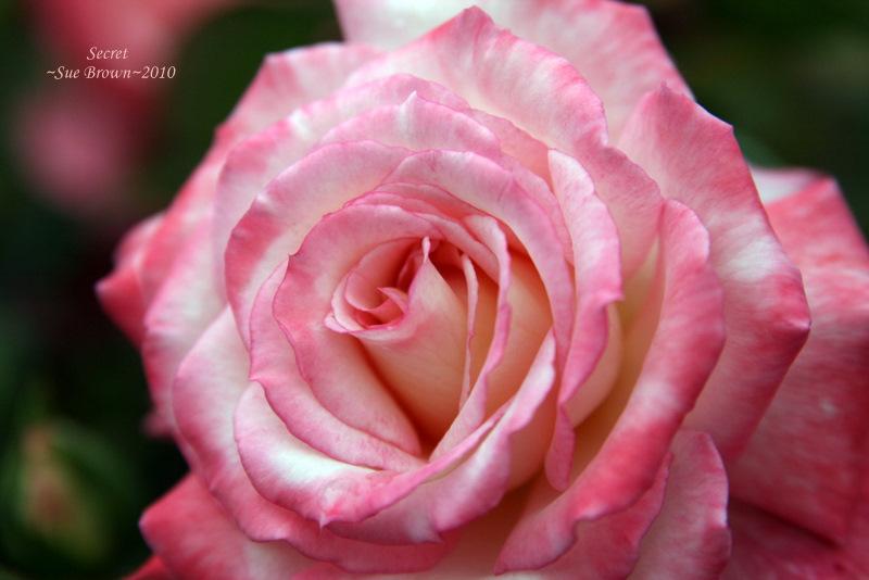 Photo of the bloom of Rose (Rosa 'Secret') posted by Calif_Sue - Garden.org