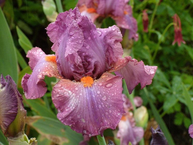 Tall Bearded Iris (Iris 'Ravenous') in the Irises Database - Garden.org
