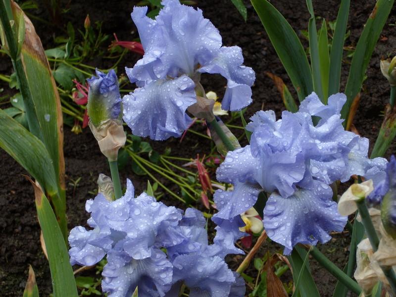 Photo of the bloom of Tall Bearded Iris (Iris 'Color Me Blue') posted ...