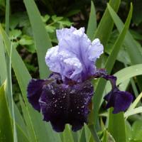 Photo of the bloom of Tall Bearded Iris (Iris 'Dangerous Mood') posted ...
