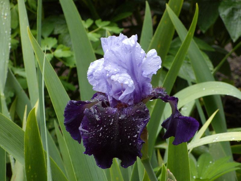 Photo of the bloom of Tall Bearded Iris (Iris 'Dangerous Mood') posted ...