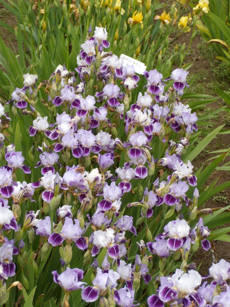 Photo of the bloom of Miniature Tall Bearded Iris (Iris 'Dividing Line ...
