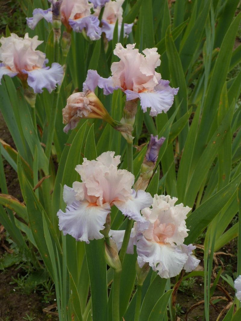 Photo of the bloom of Tall Bearded Iris (Iris 'Blush of Pink') posted ...