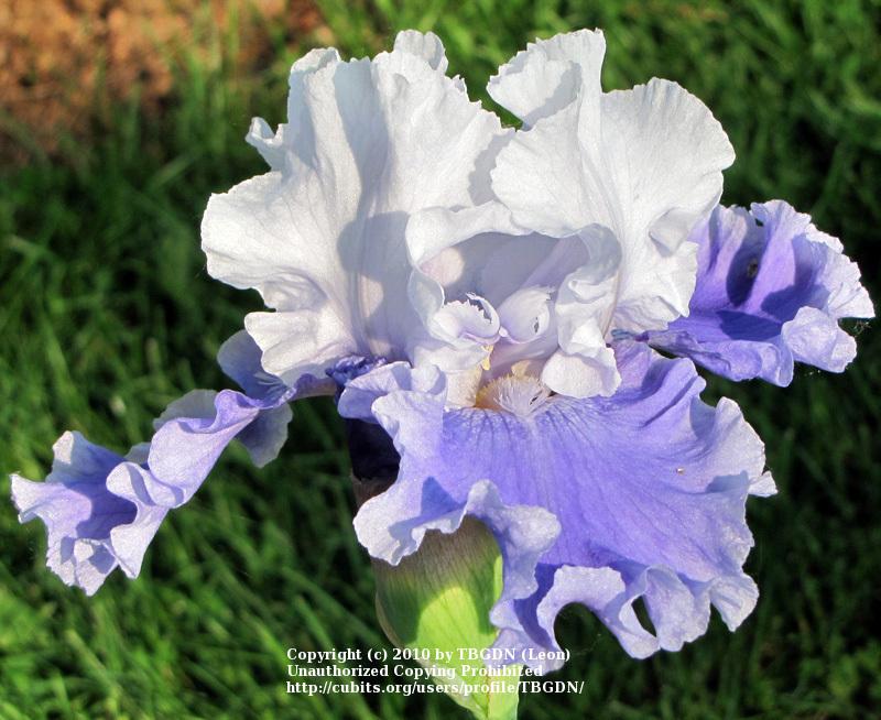 Photo of the bloom of Tall Bearded Iris (Iris 'Sierra Grande') posted ...