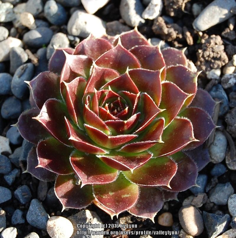Photo of the entire plant of Job's Beard (Sempervivum heuffelii 'Torrid ...