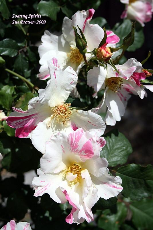 Photo of the bloom of Rose (Rosa 'Soaring Spirits') posted by Calif_Sue ...