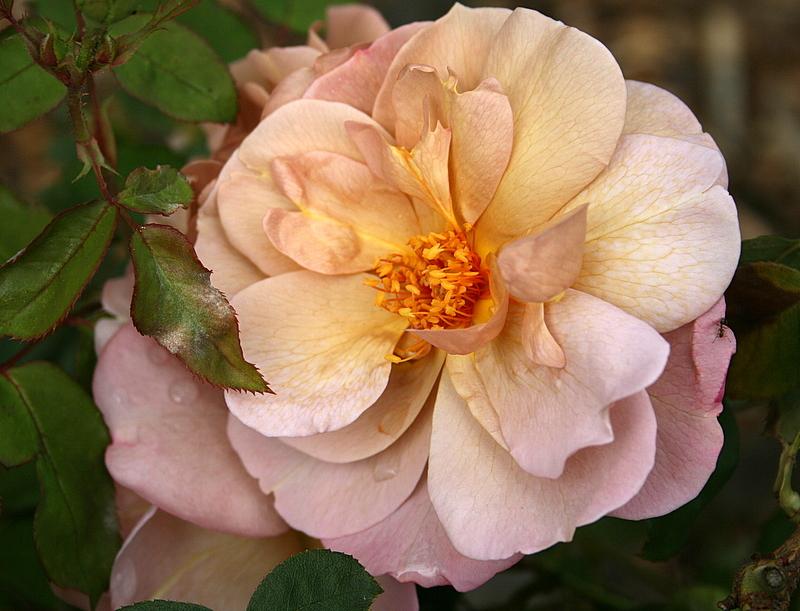 Photo of the bloom of Rose (Rosa 'Lavender Pinocchio') posted by Calif ...