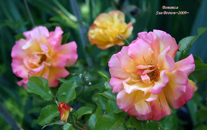 Photo of the bloom of Rose (Rosa 'Bonanza') posted by Calif_Sue ...