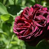 Rose (Rosa 'Olde Romeo') in the Roses Database - Garden.org