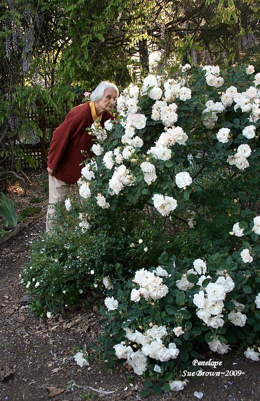 Photo of the entire plant of Rose (Rosa 'Penelope') posted by Calif_Sue ...