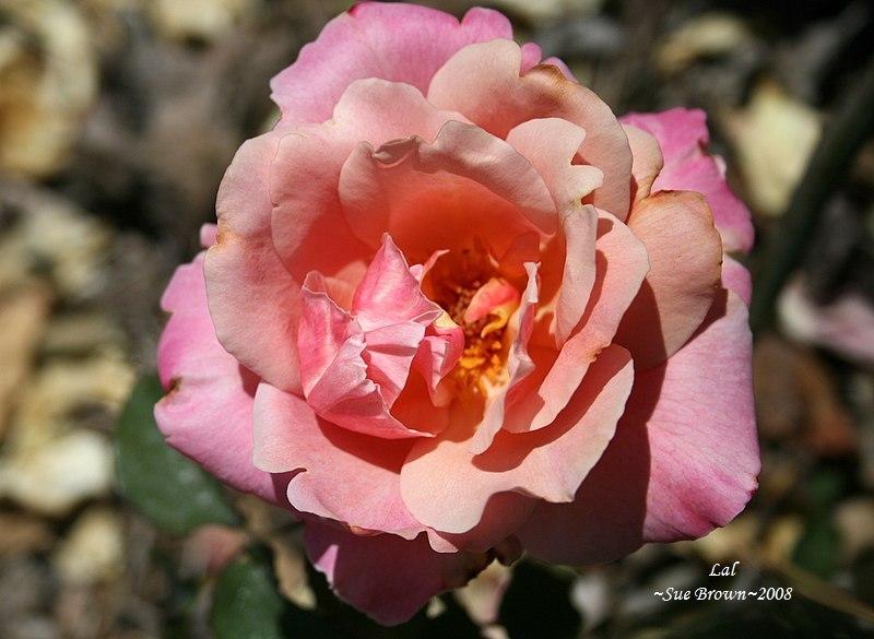 Rose (Rosa 'Lal') in the Roses Database - Garden.org