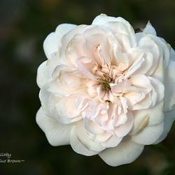 Rose (Rosa 'Lullaby') in the Roses Database - Garden.org