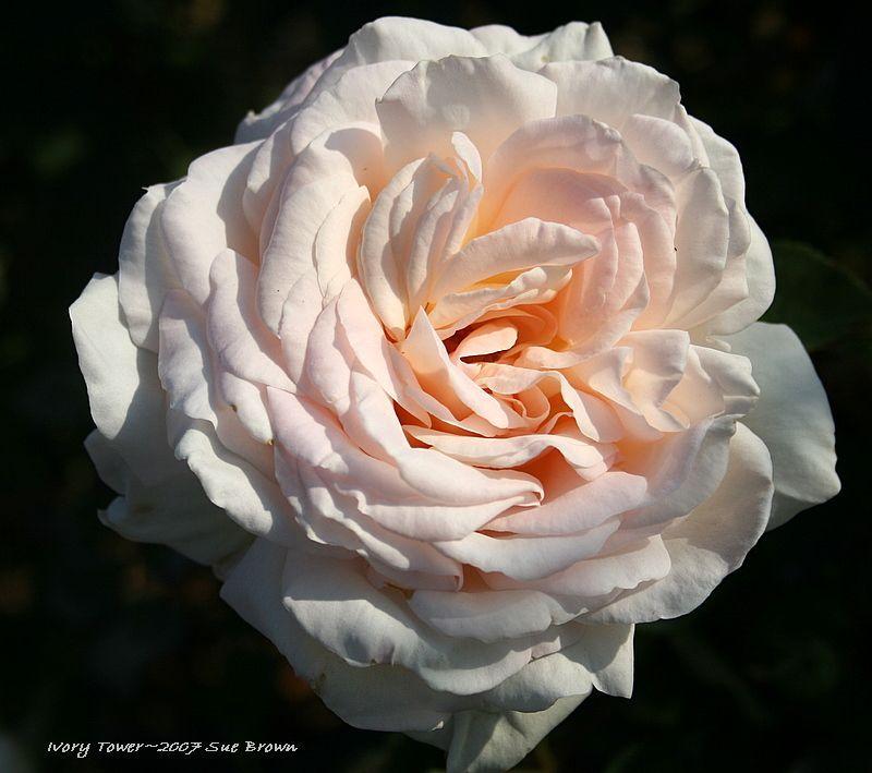 Photo of the bloom of Rose (Rosa 'Ivory Tower') posted by Calif_Sue ...