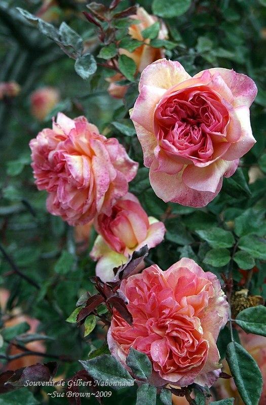Rose (Rosa 'Souvenir de Gilbert Nabonnand') in the Roses Database ...
