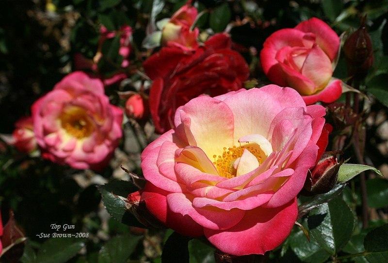 Photo of the bloom of Rose (Rosa 'Top Gun') posted by Calif_Sue ...