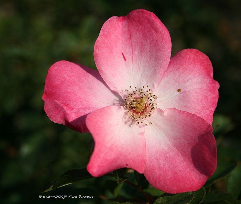 Rose (Rosa 'Rush') in the Roses Database - Garden.org