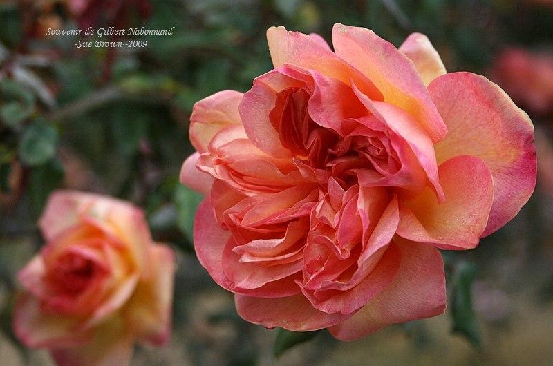 Photo of the bloom of Rose (Rosa 'Souvenir de Gilbert Nabonnand ...