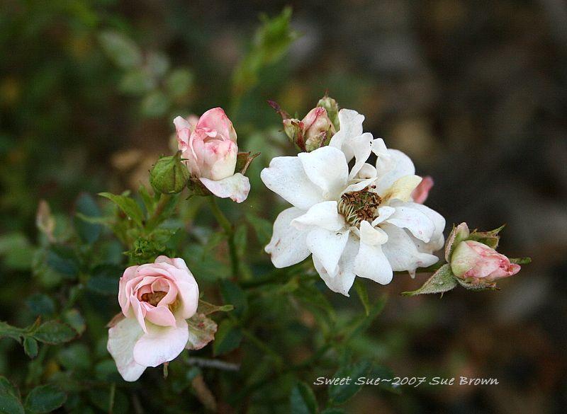 Rose (Rosa 'Sweet Sue') in the Roses Database - Garden.org
