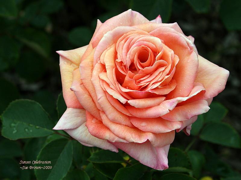 Photo of the bloom of Rose (Rosa 'Sunset Celebration') posted by Calif ...