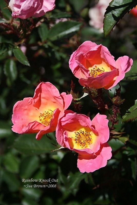 Photo of the bloom of Rose (Rosa 'Rainbow Knock Out') posted by Calif ...