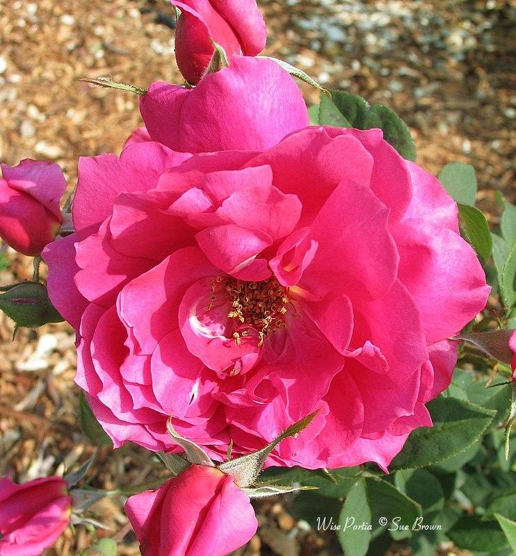Photo of the bloom of Rose (Rosa 'Wise Portia') posted by Calif_Sue ...
