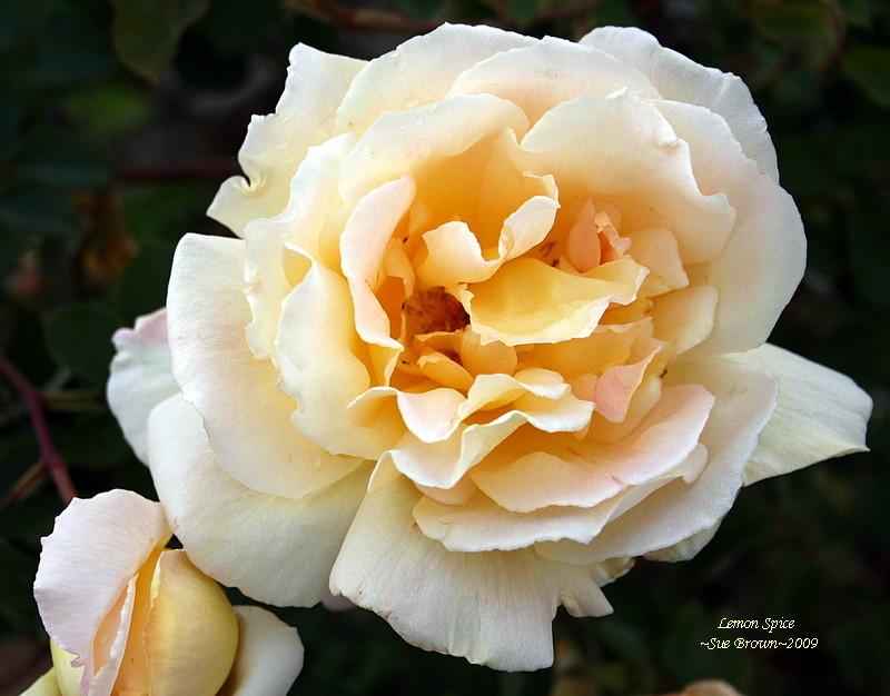 Rose (Rosa 'Lemon Spice') in the Roses Database - Garden.org