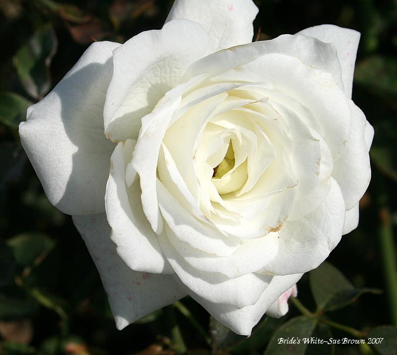 Rose (Rosa 'Bride's White') in the Roses Database - Garden.org
